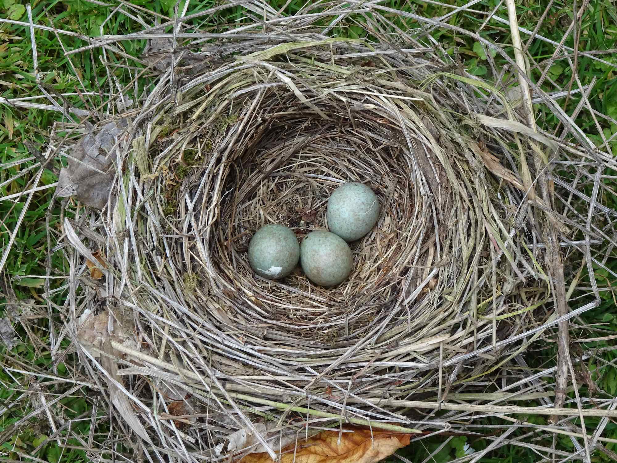Bird nests – Backyard from Paradise