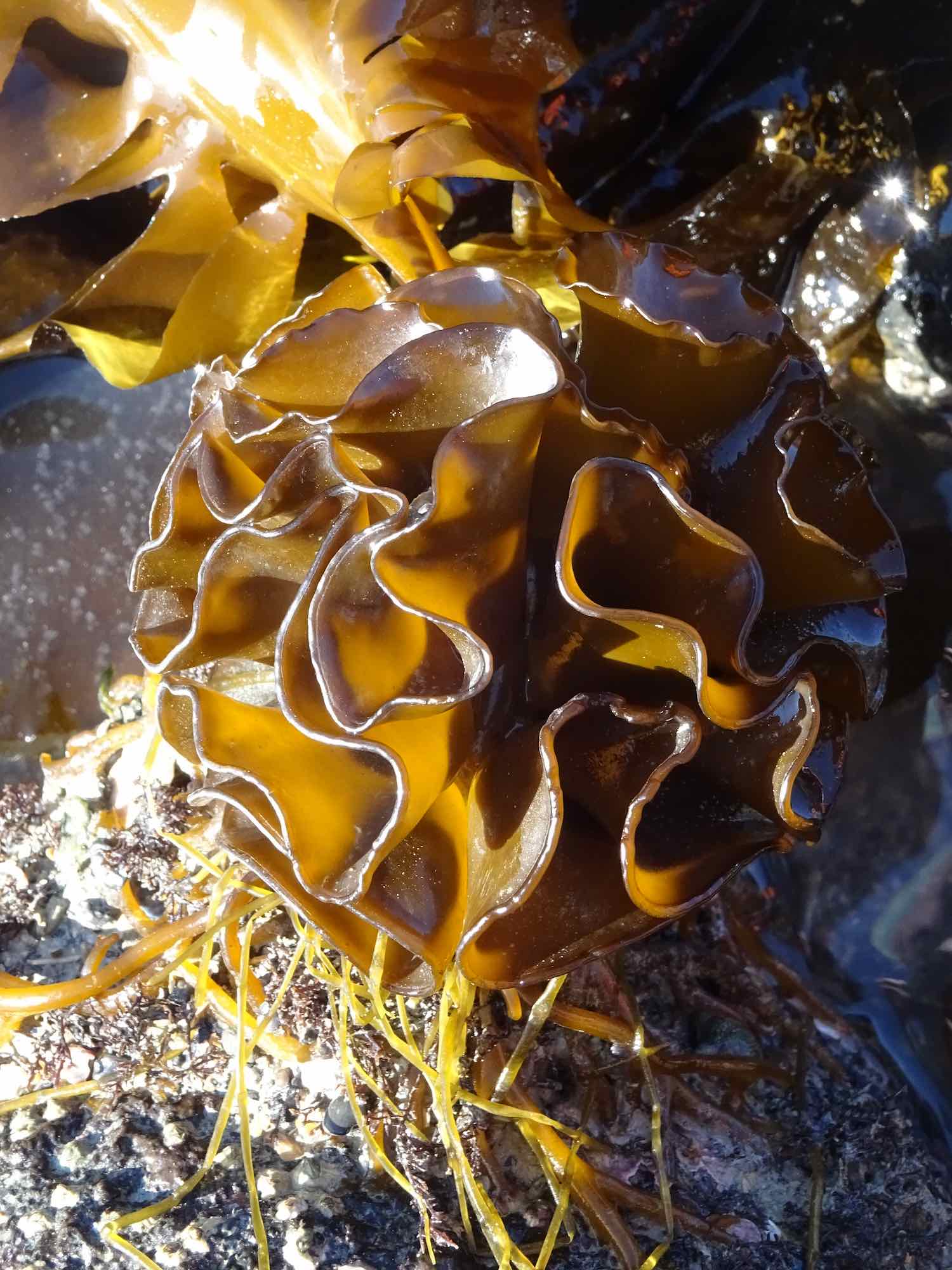 Seaweed holdfasts – Backyard from Paradise