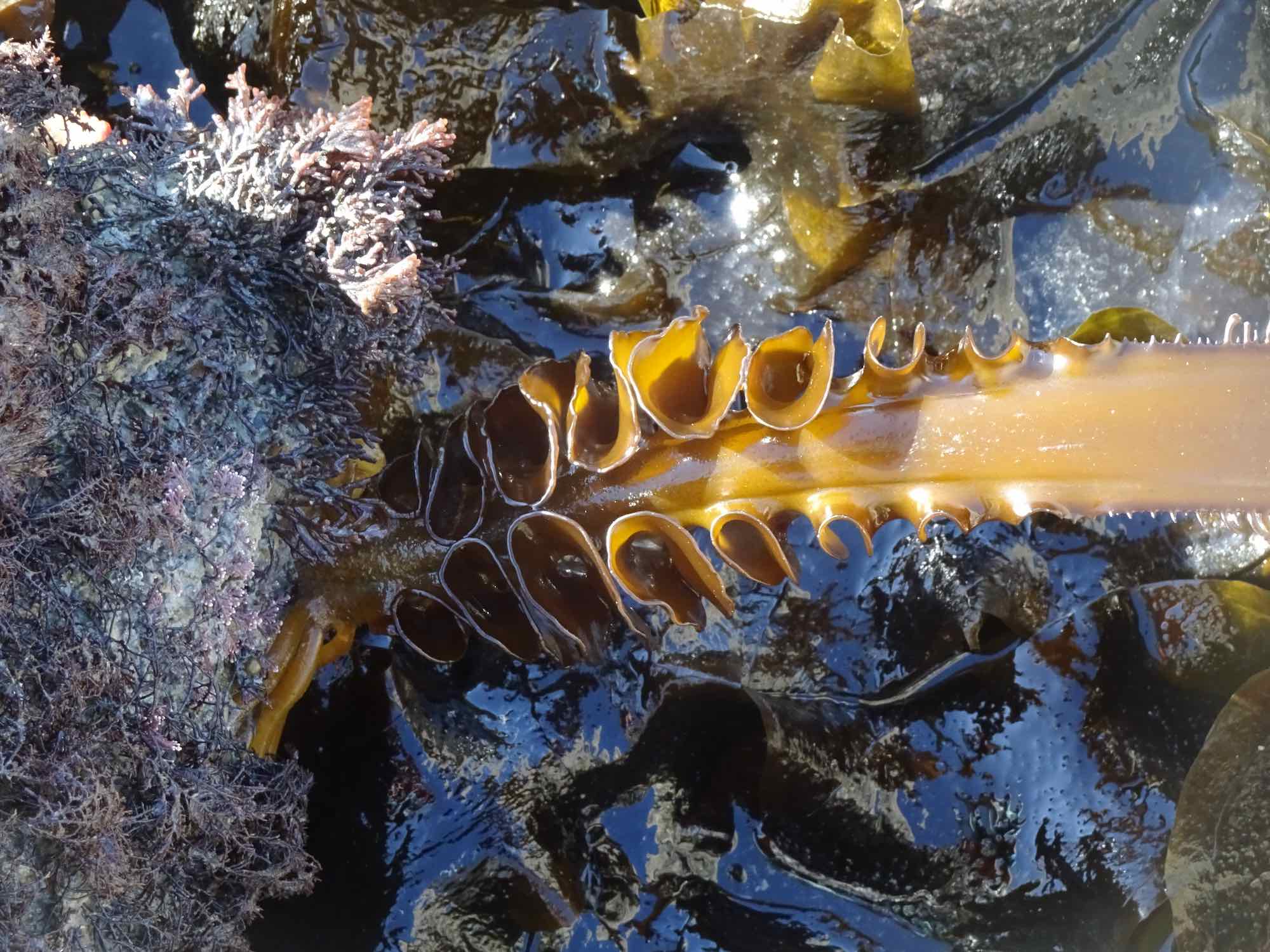 Seaweed holdfasts – Backyard from Paradise