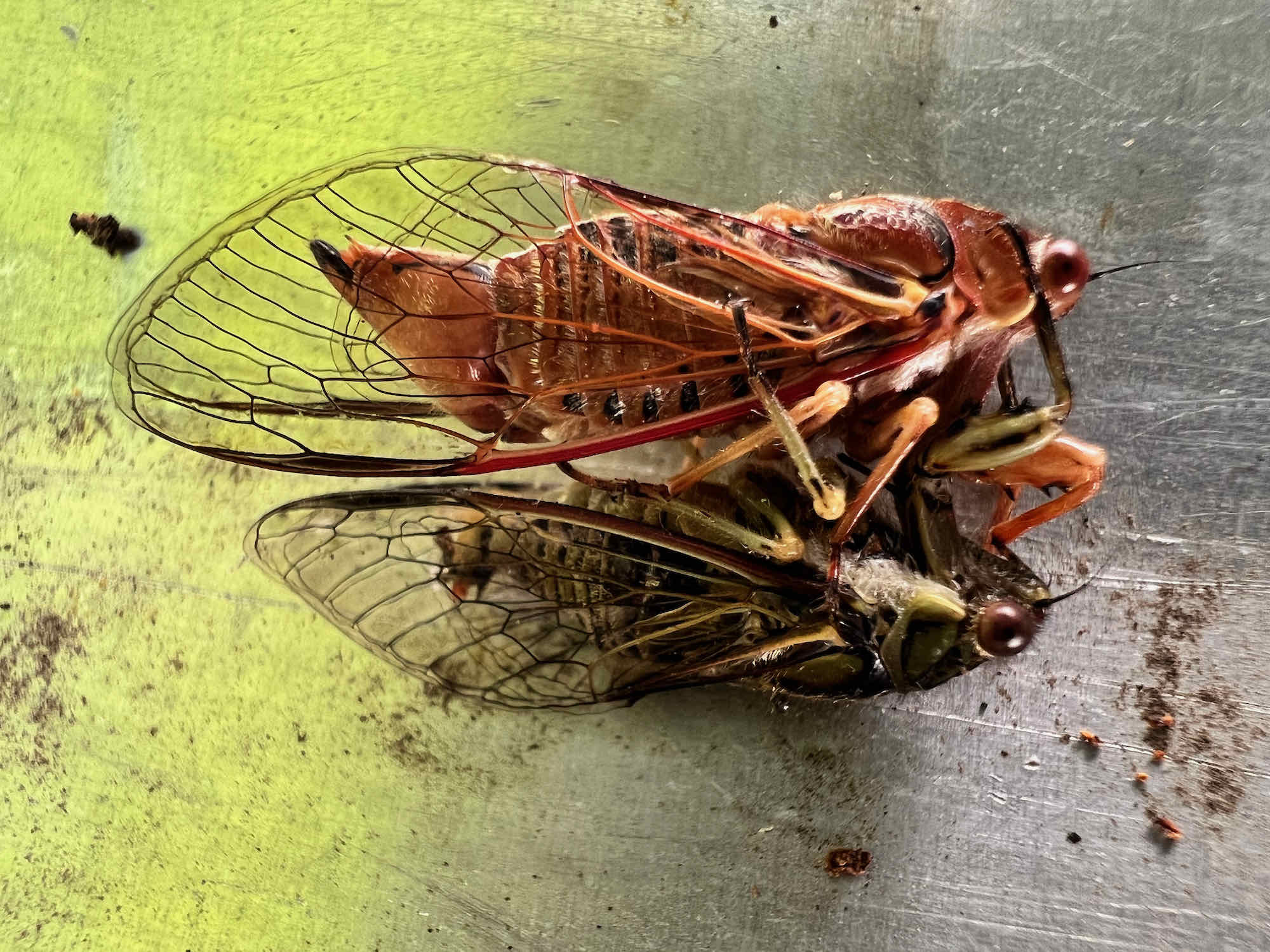 Cicadas Backyard From Paradise